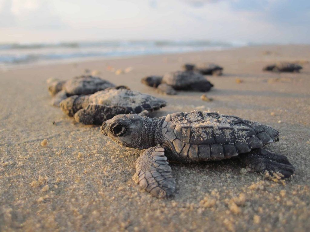 ¿Cuál es el Ciclo de Vida de las Tortugas? - MiTortuga.Net