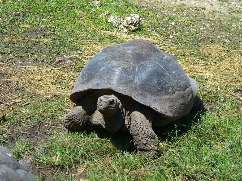 Todo lo que Necesitas Saber sobre el Sueño de las Tortugas - MiTortuga.Net