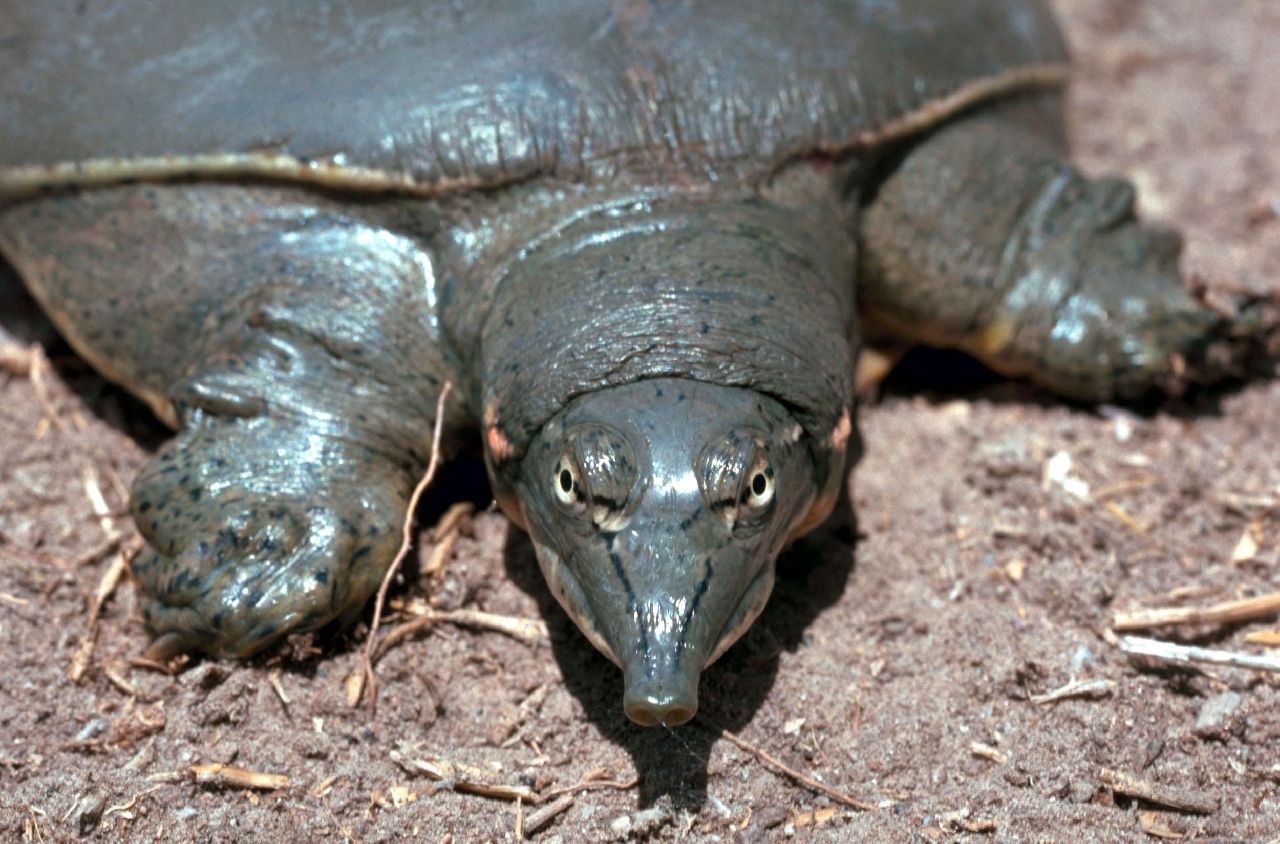 Tortugas de Caparazón Blando - MiTortuga.Net