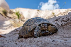 Tortuga Rusa: Guía de Cuidados y Características