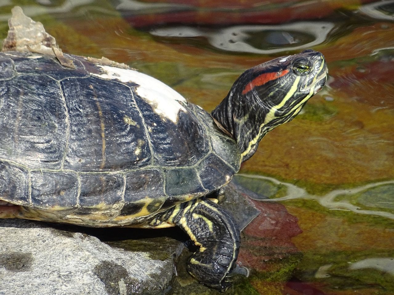 Tortugas de Caparazón Blando - MiTortuga.Net