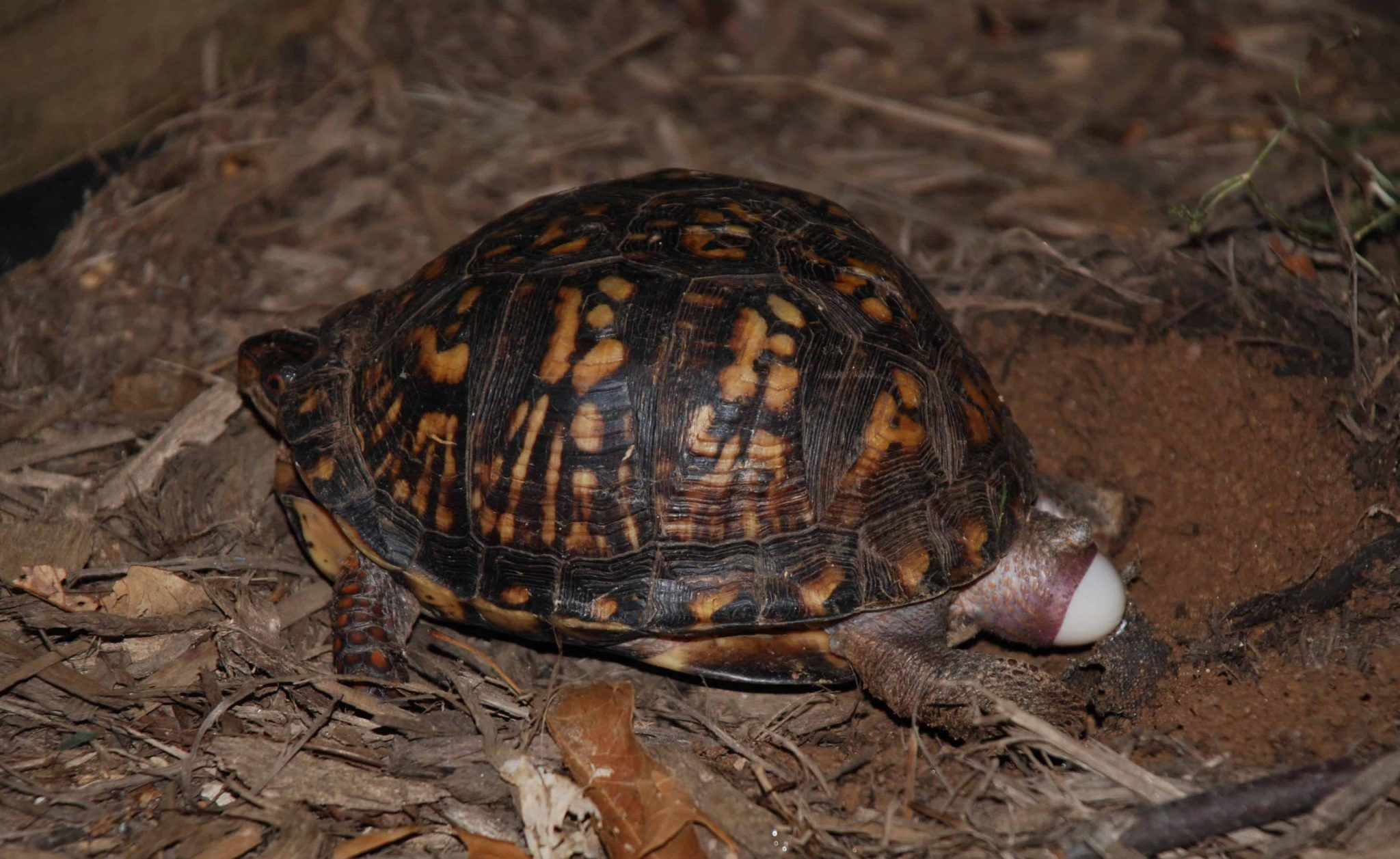 Tortuga de caja Coahuilense - MiTortuga.Net