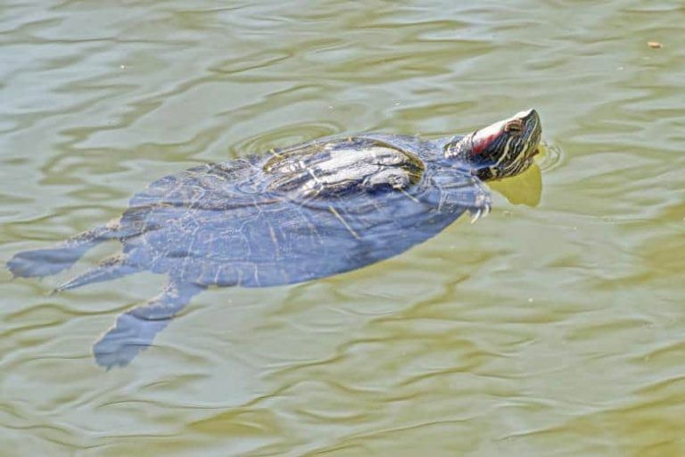 Tortuga de caja Coahuilense - MiTortuga.Net