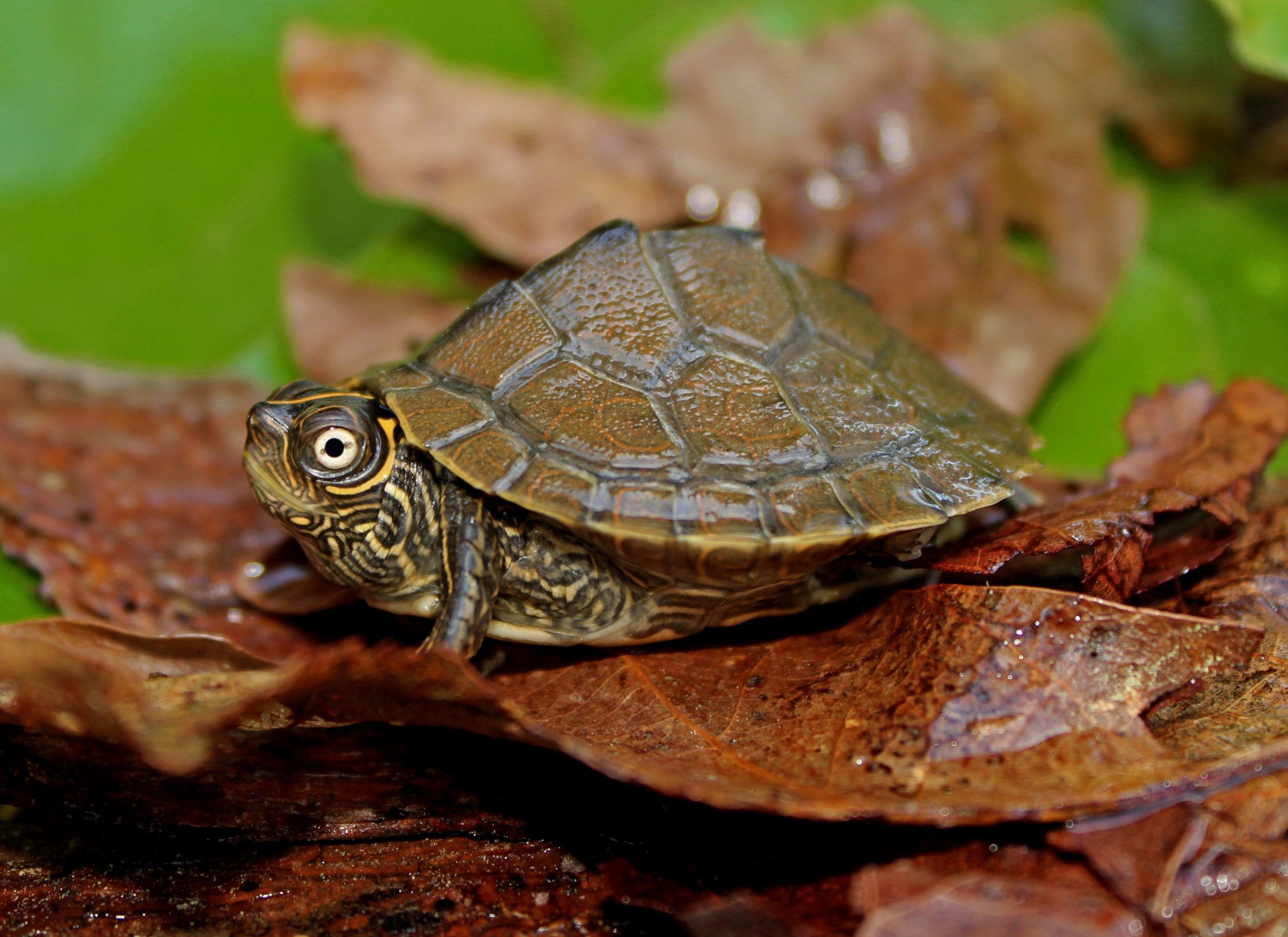 La Tortuga Del Mississippi Cuidados Y Caracter sticas La Tortuga Del Mississippi Cuidados Y Caracter sticas