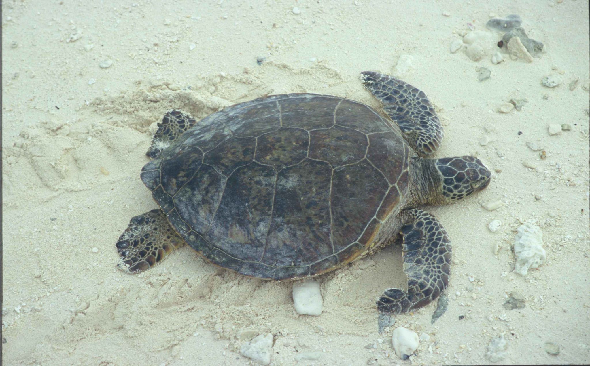 La Tortuga Lora: Características y Cuidados