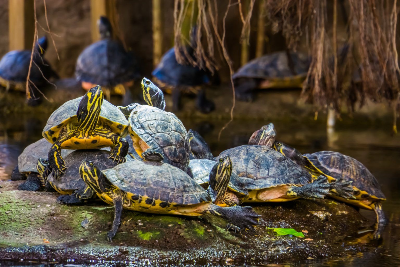 ¿Qué Órganos Reproductores tienen Las Tortugas?