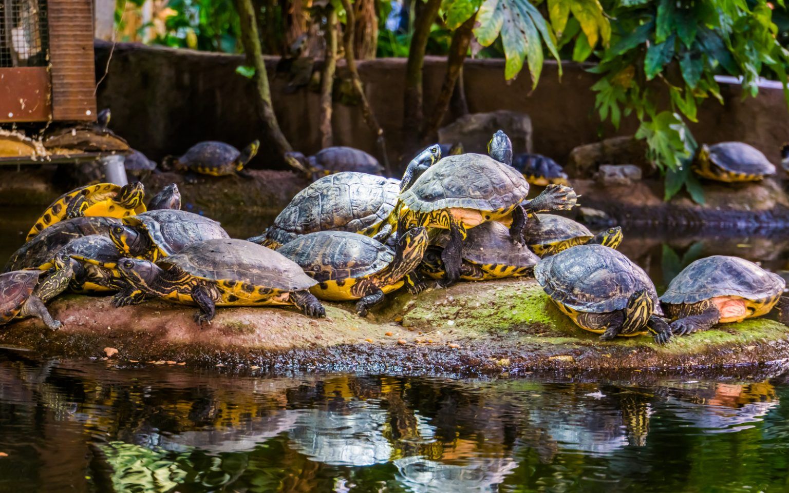 ¿Qué Comen las Tortugas de Río? [Guía Completa]