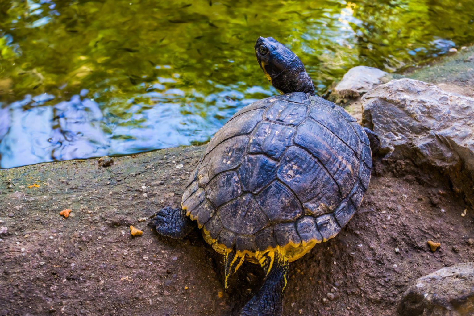 ¿Qué Comen las Tortugas de Río? [Guía Completa]