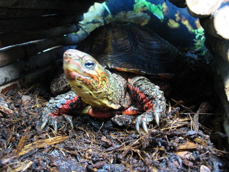 Tortuga Dragón - MiTortuga.Net