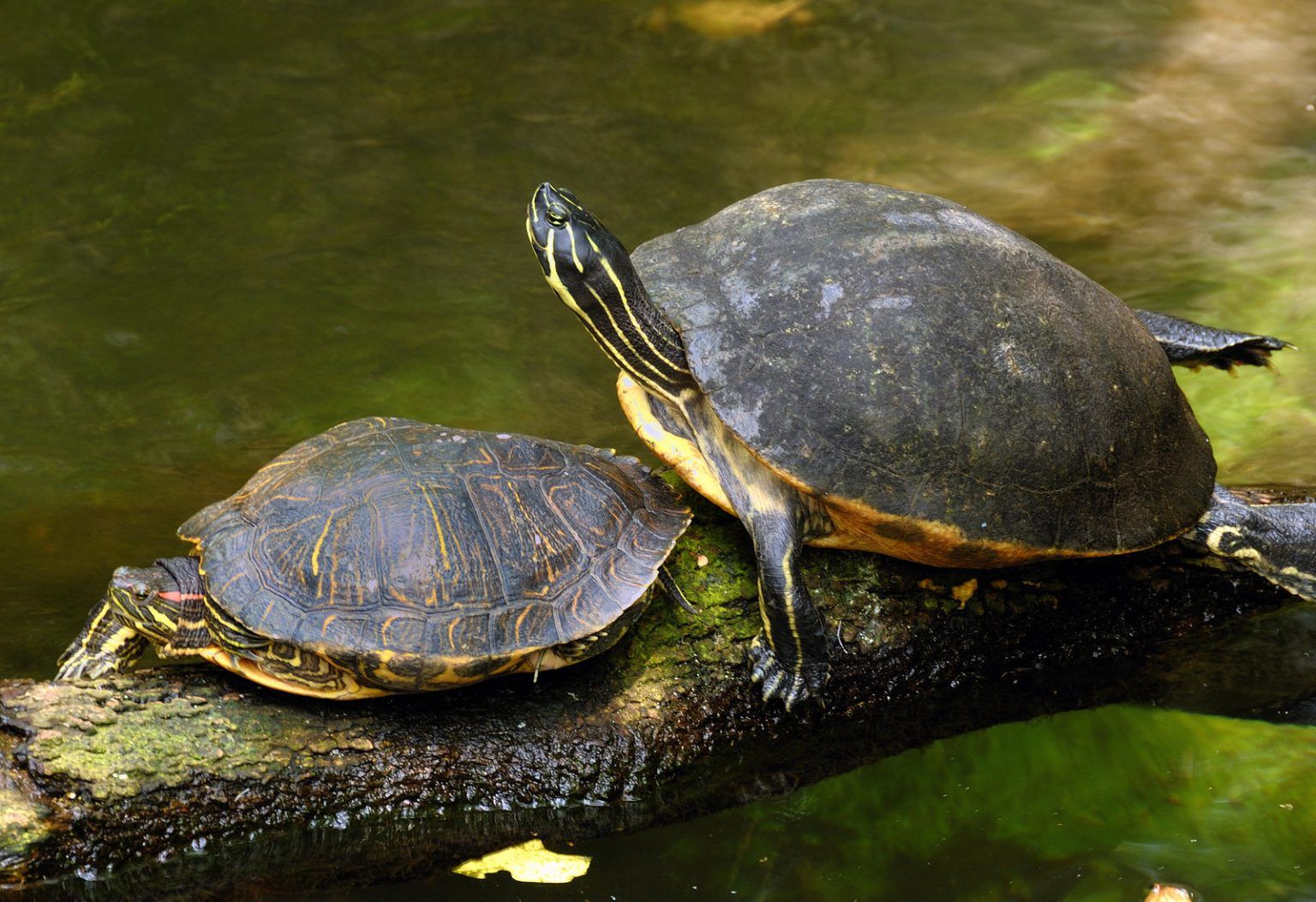 Cómo Saber si mi Tortuga Tiene Hongos: Lo que Debes Tener en Cuenta