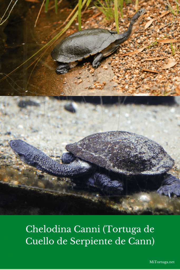 Tortuga de Cuello de Serpiente de Cann ((Chelodina canni)