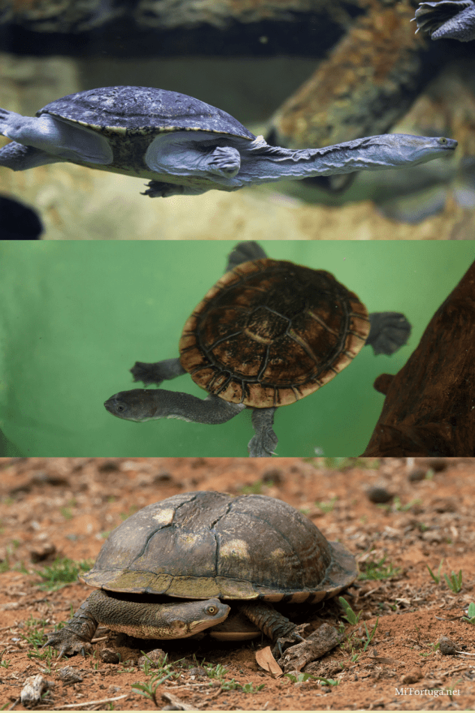 Tortuga de Cuello de Serpiente de Cann ((Chelodina canni)