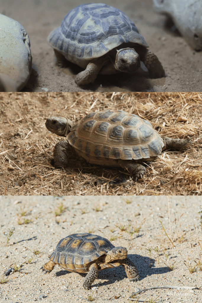 Tortuga Rusa: Guía de Cuidados y Características