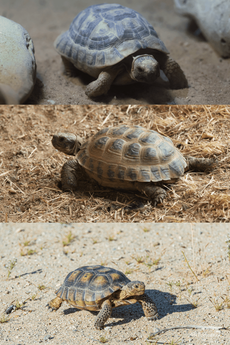 Tortuga Rusa: Guía de Cuidados y Características