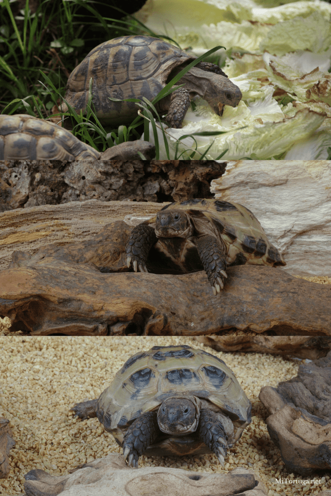 Tortuga Rusa: Guía de Cuidados y Características