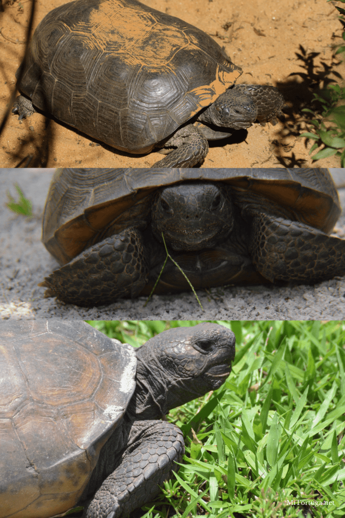 Tortuga Ghoper (Gopherus polyphemus): Cuidados y Características