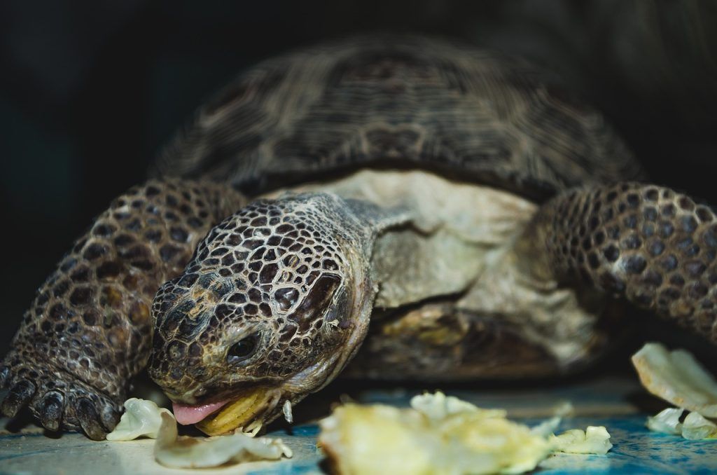 ¿Las Tortugas Pueden Comer Lechuga? - MiTortuga.Net